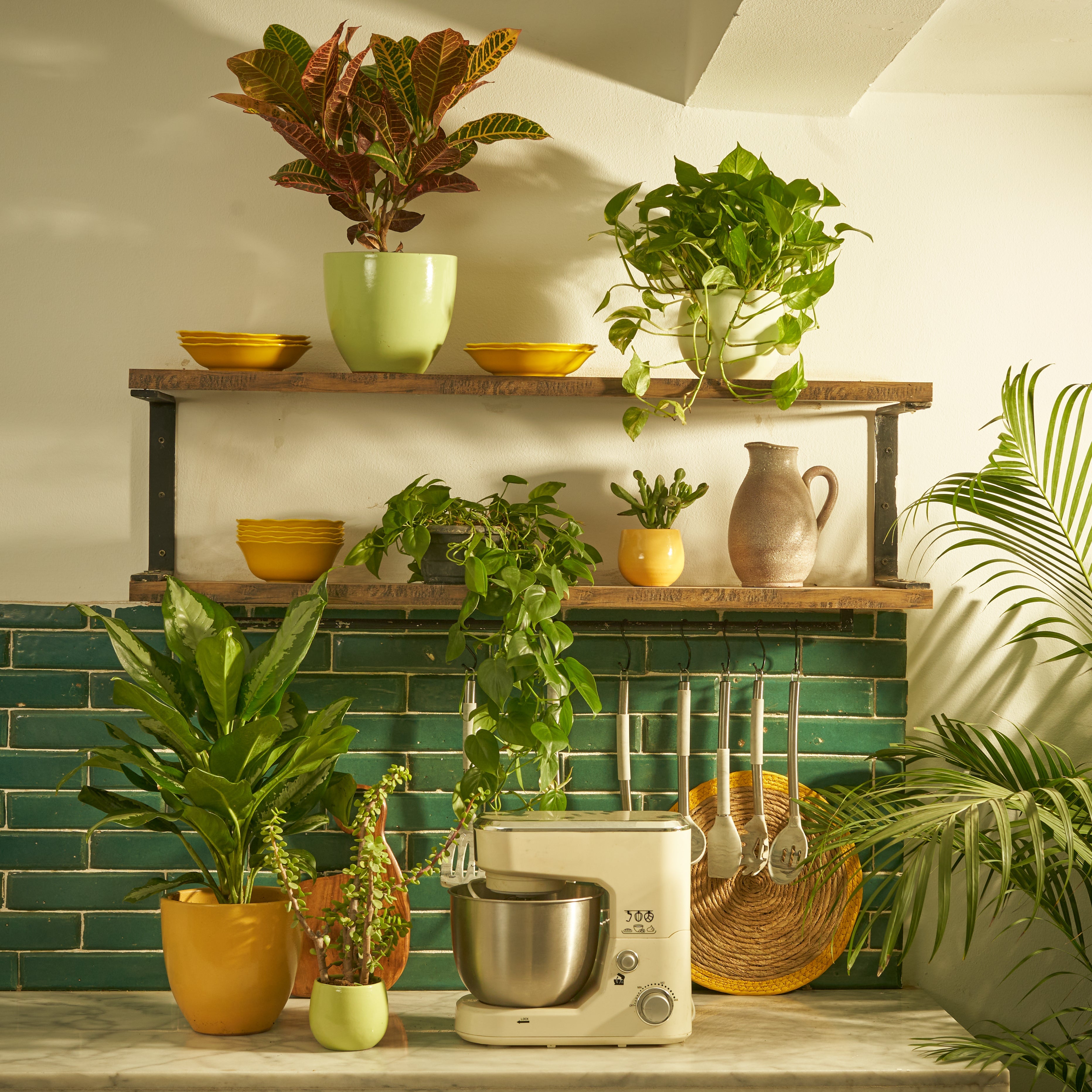 Plant Sets | Gift & Combo Plant Packs Giza – Selloumi Planthouse