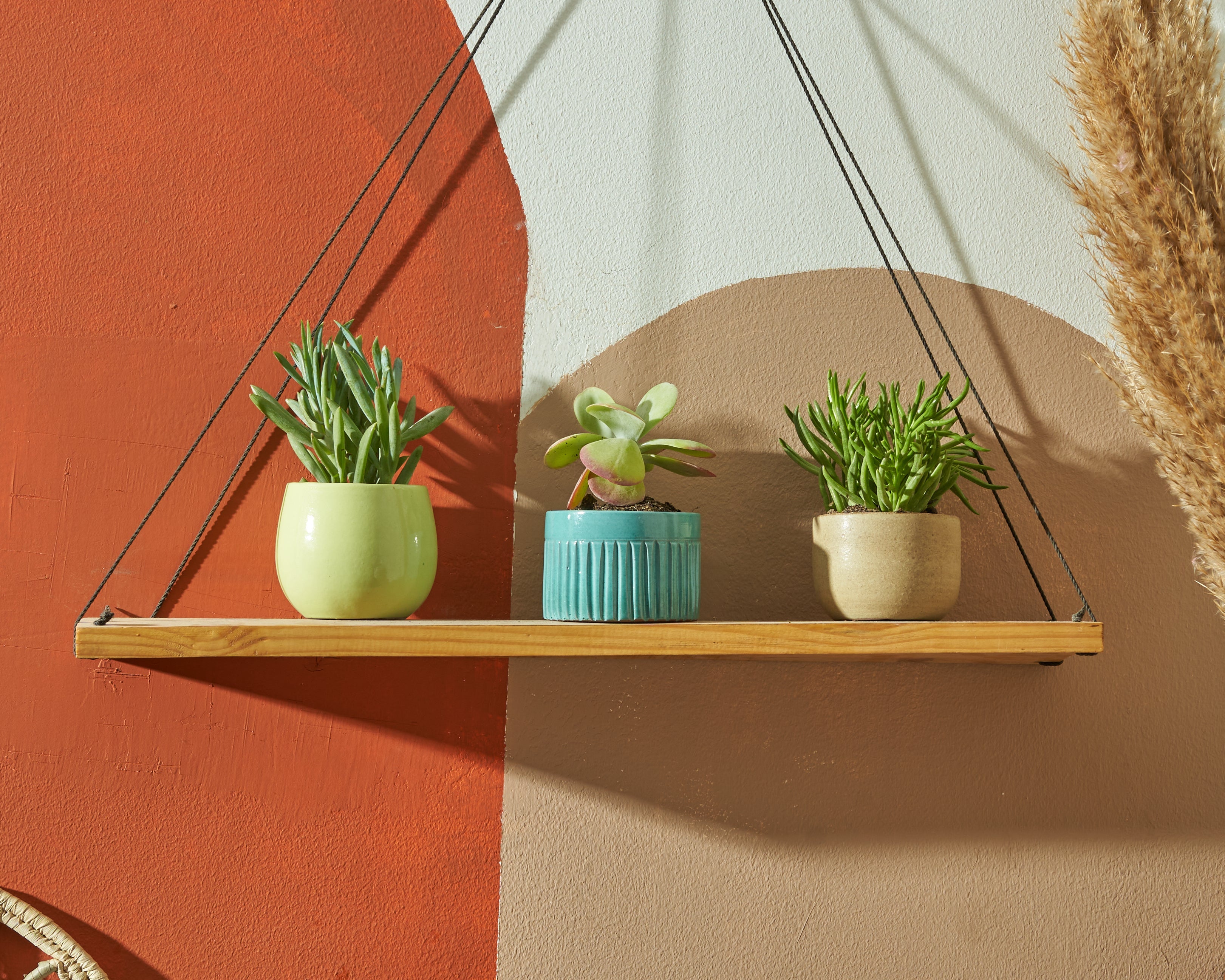 Hard-to-Kill Plants | Easy Care Greenery Cairo & Giza – Selloumi Planthouse