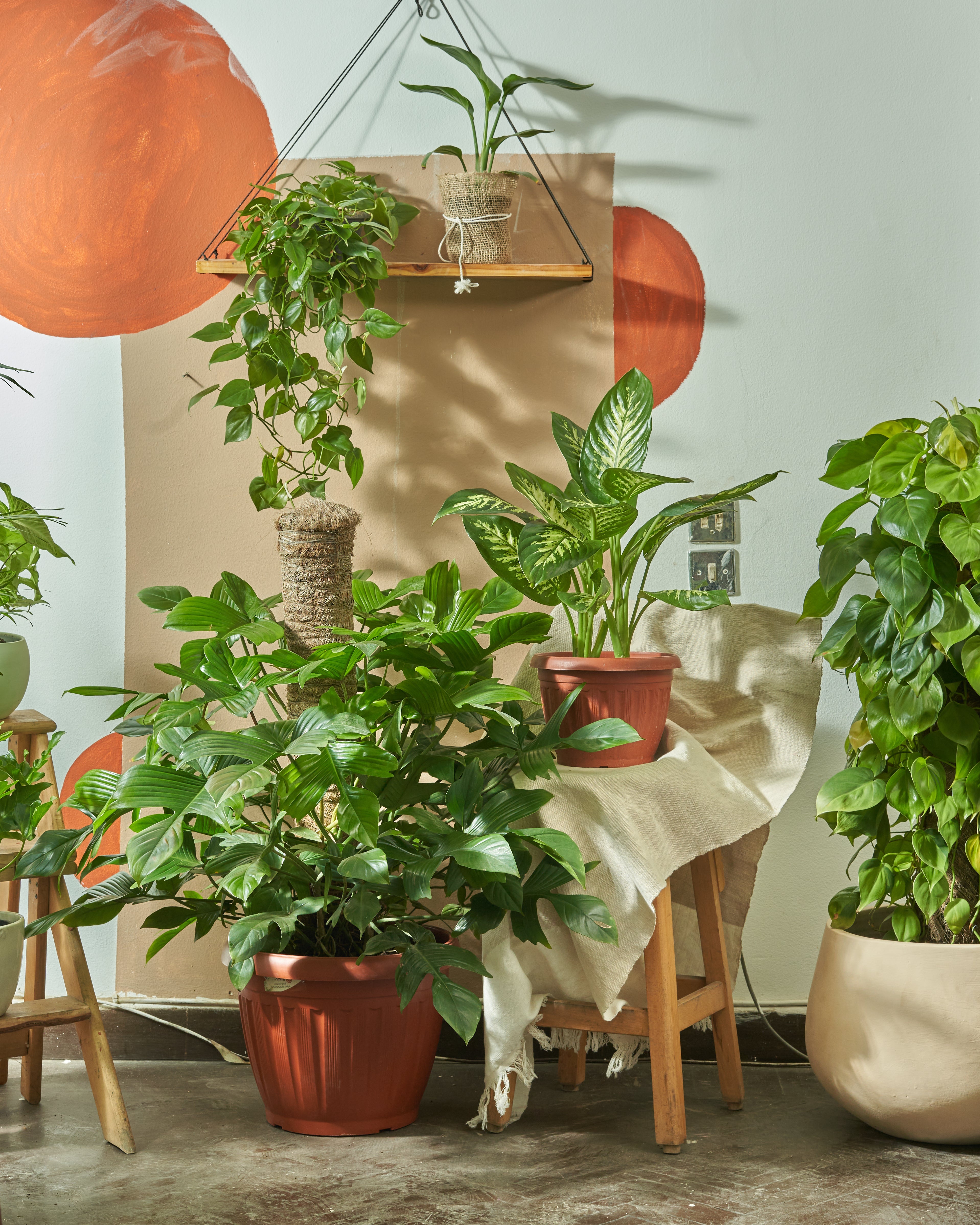 Shop All Plants | Indoor Plants Cairo & Giza – Selloumi Planthouse