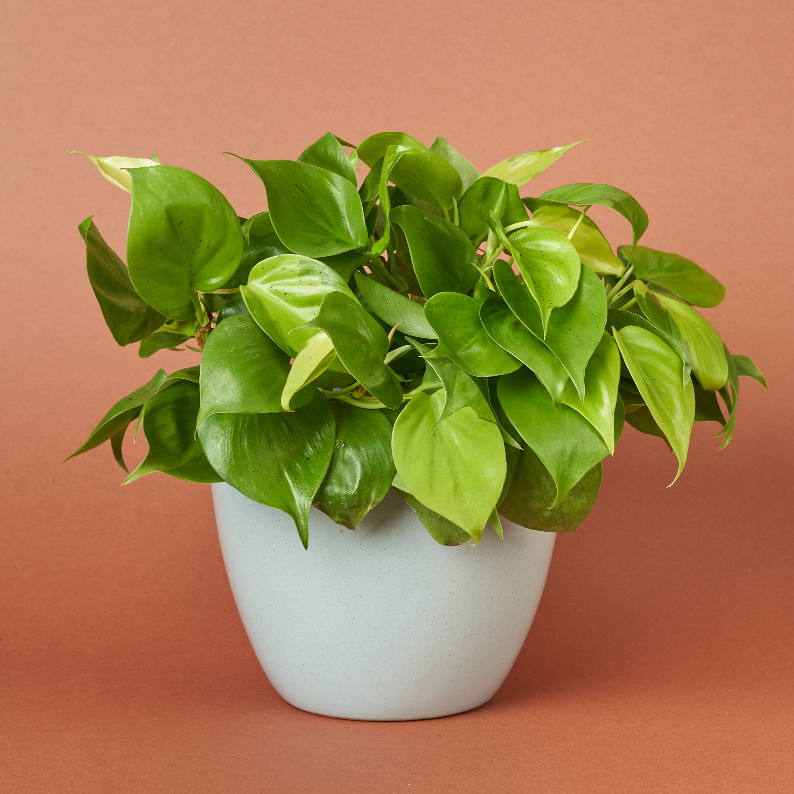 Yellow Scandens Philodendron – Selloumi Planthouse